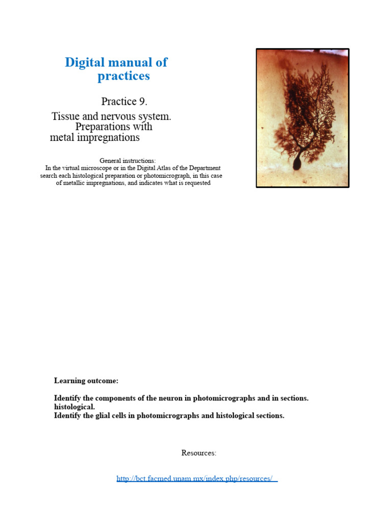 Practice 9. Nervous Tissue Cellular and Tissue Biology | PDF | Neuron ...