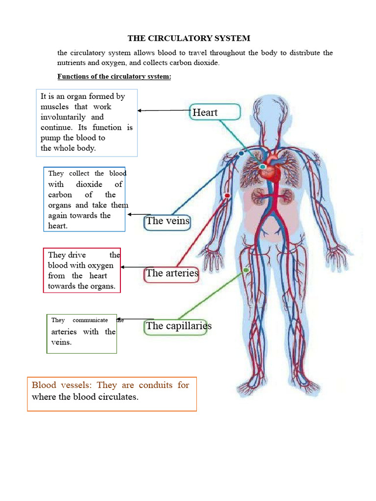 THE CIRCULATORY SYSTEM Reading | PDF