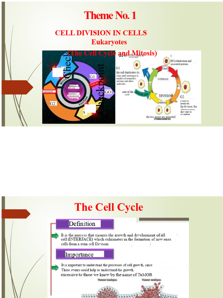 PowerPoint Ready On The Cell Cycle and Mitosis | PDF | Mitosis | Chromosome