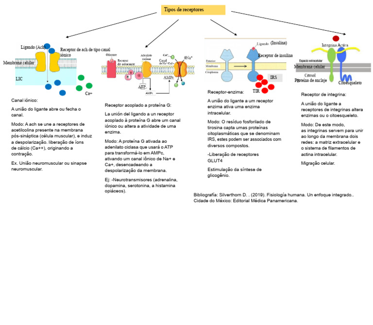 TIPOS DE RECEPTORES MAPA | PDF | Receptor (Bioquímica) | Integrina