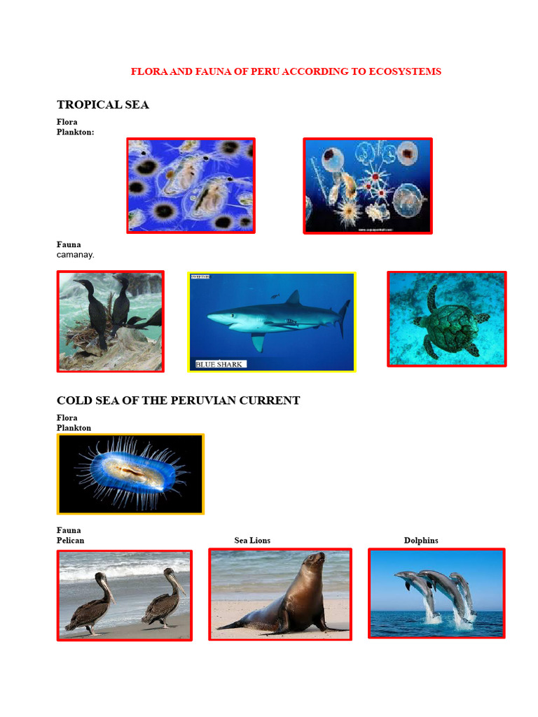 Peru's Ecosystems: Flora and Fauna Guide | PDF
