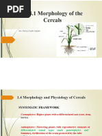 Understanding Grass Structure | PDF | Plants | Botany