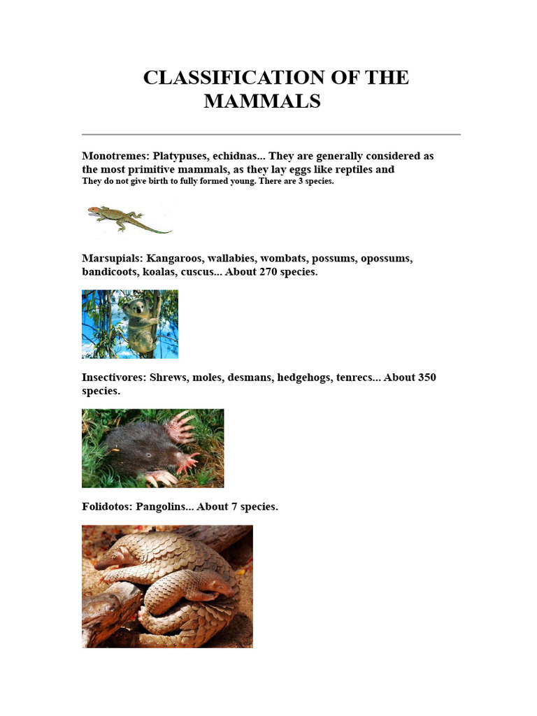 Classification of Mammals | PDF