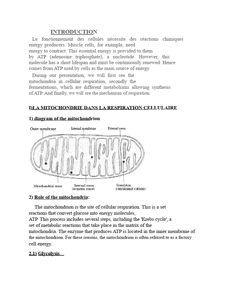 Biology Presentation 1st Year S | PDF | Cellular Respiration ...