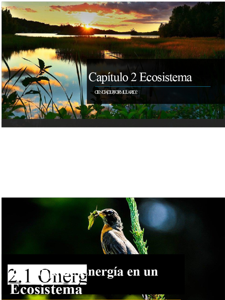 2.1 Flujo de Energía en Un Ecosistema | PDF | Red alimentaria | Biología