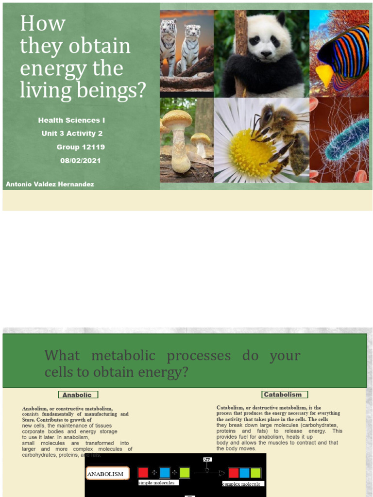 Unit 3 - Activity 2. How Living Beings Obtain Energy - Antonio Valdez ...