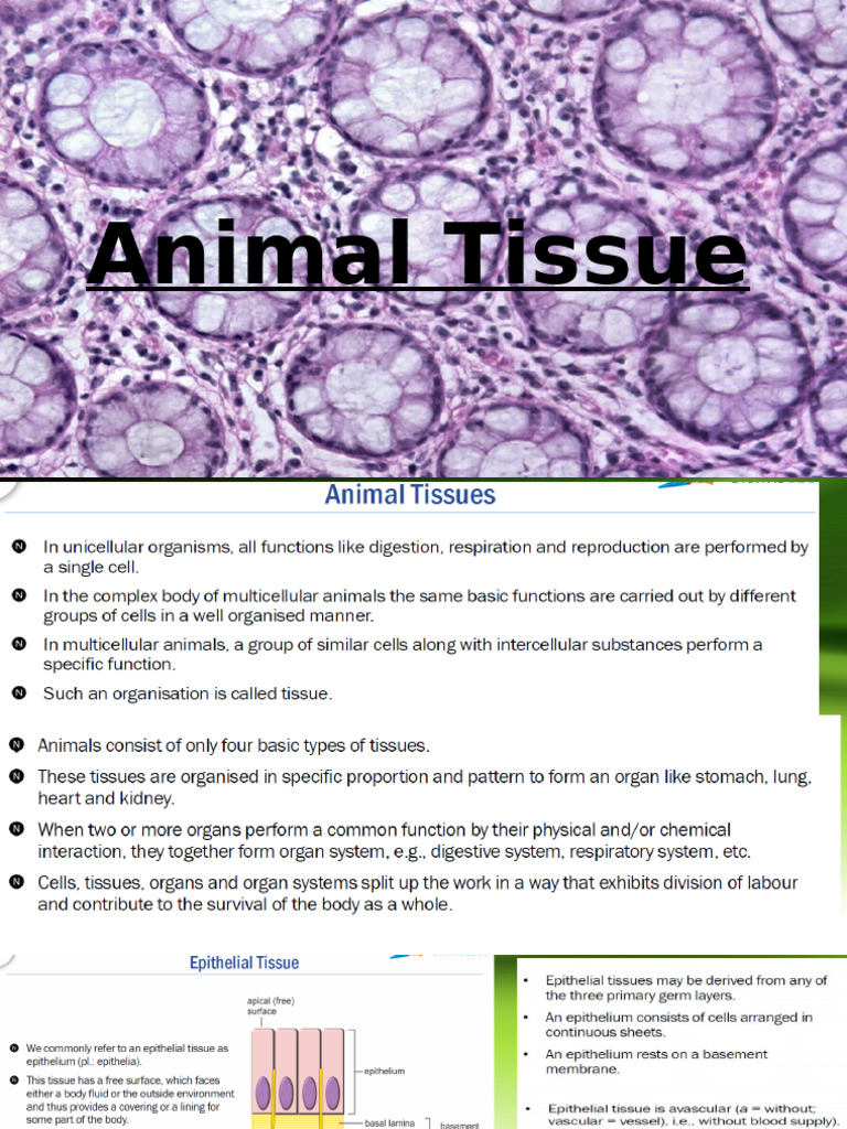 TISSUES | PDF