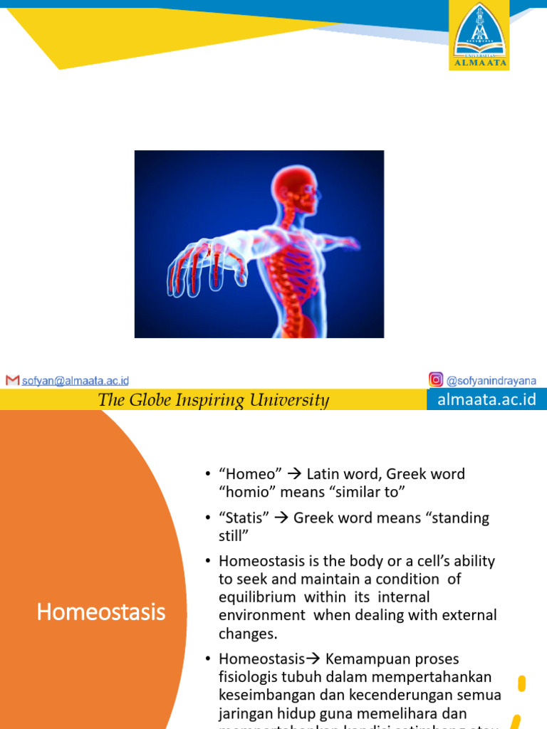 Reflex, Homeostasis and Body Regulation | PDF | Nervous System ...