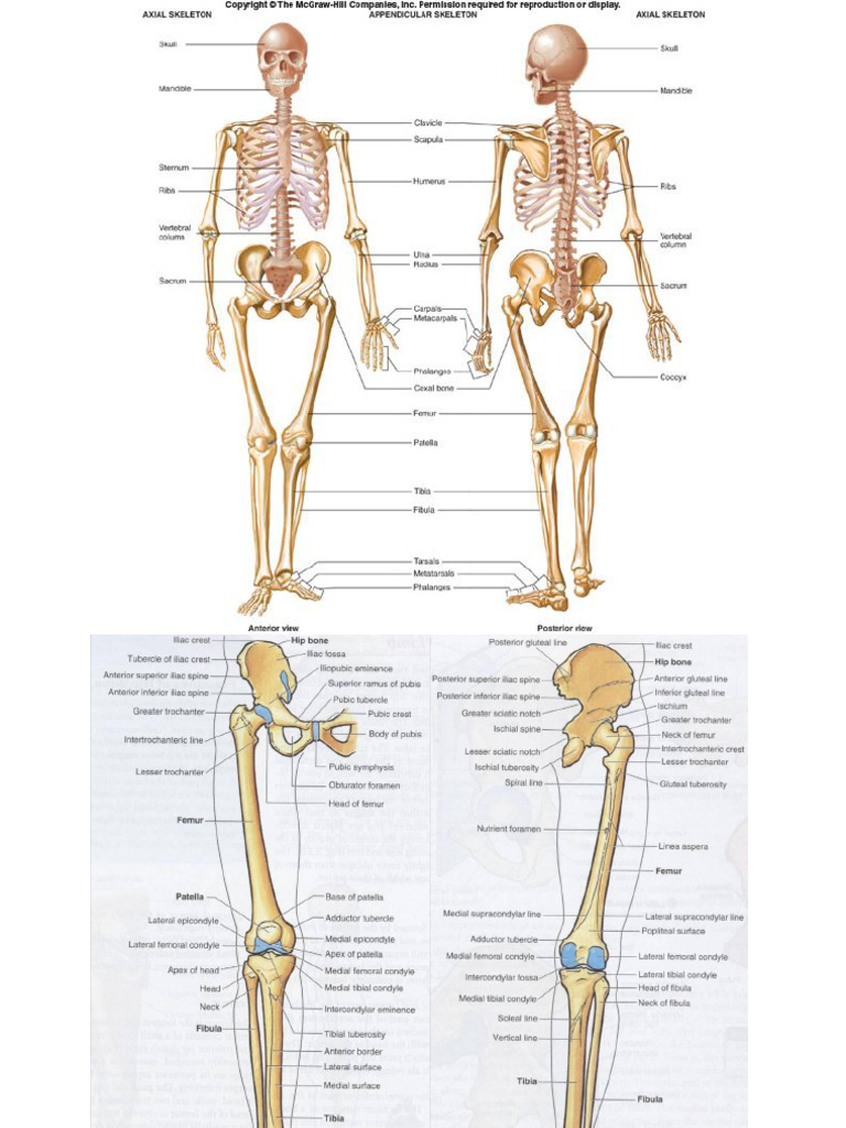 L3 LL Bones Figures | PDF