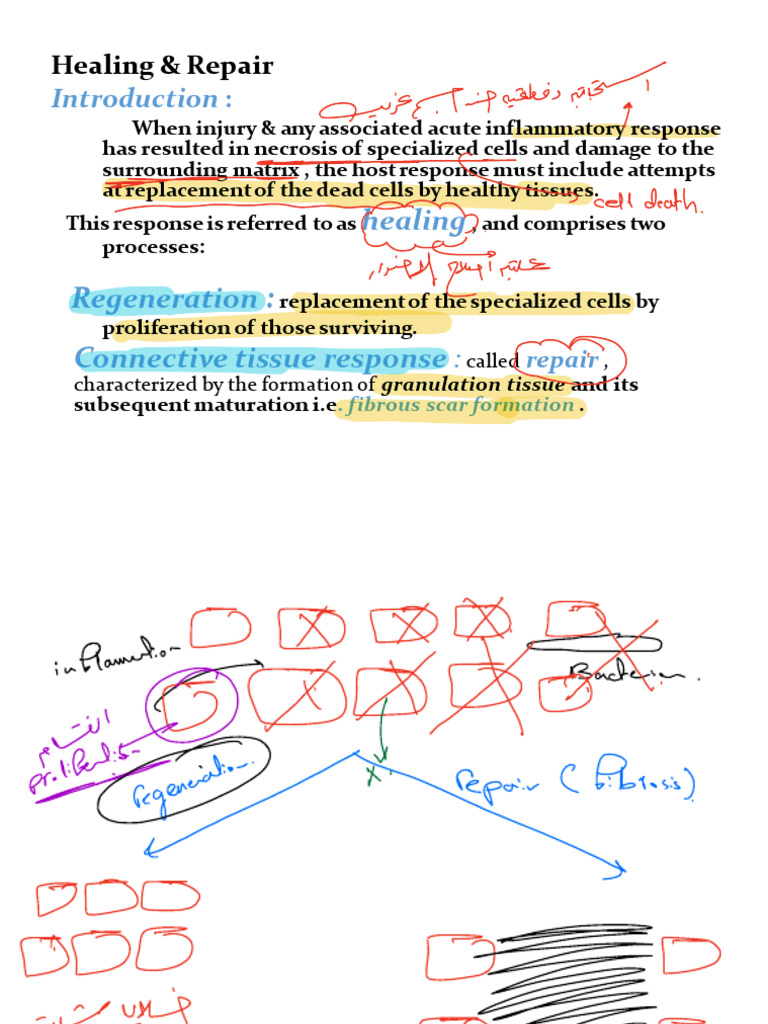 Tissue Repair | PDF | Wound Healing | Extracellular Matrix