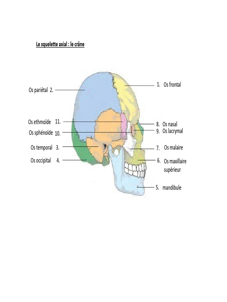 Anatomie du crâne et os du visage | PDF