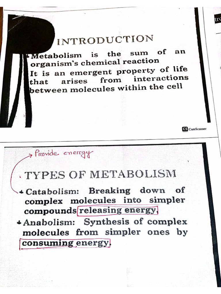 Metabol Is Im | PDF