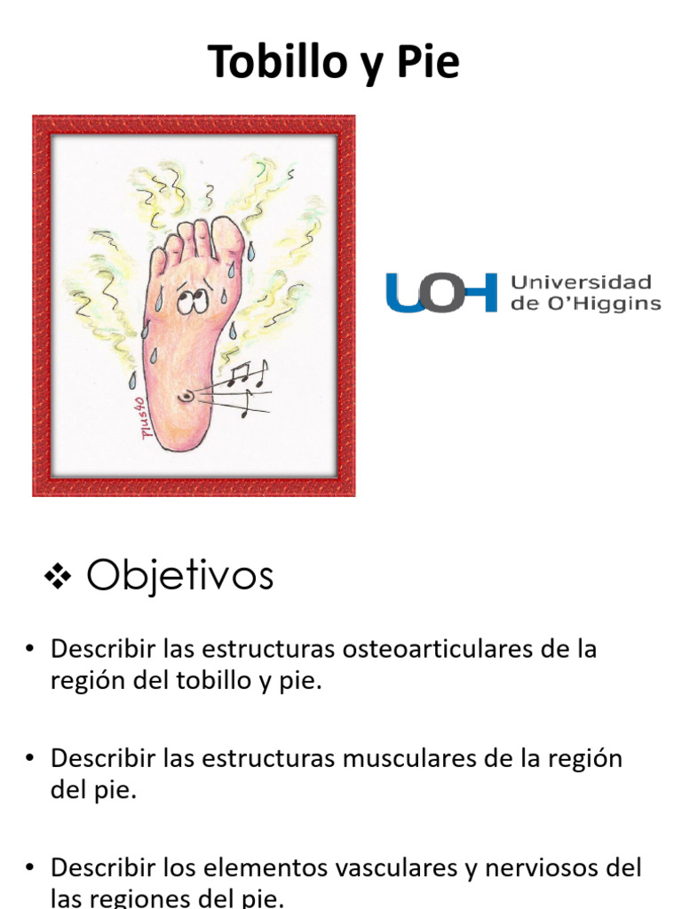 Anatomía del Tobillo y Pie: Estructuras y Funciones | PDF ...
