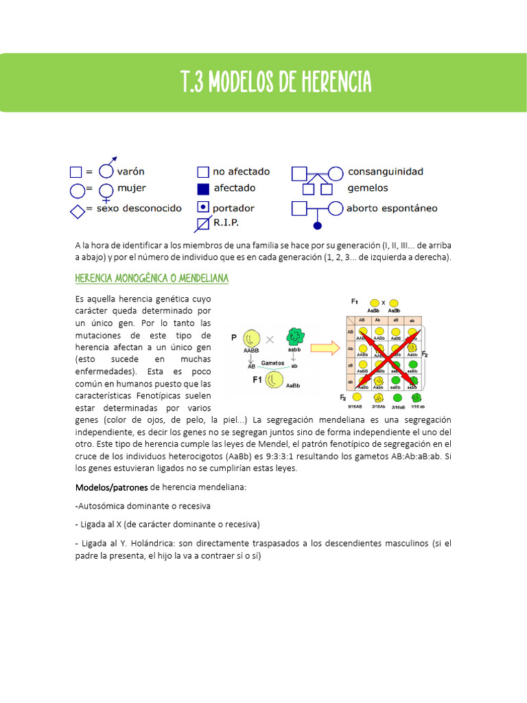 Herencia Mendeliana: Tipos y Características | PDF | Dominancia ...