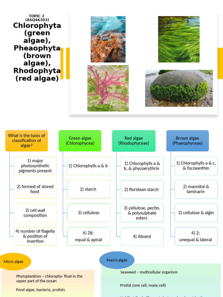Asq46303 t2 Classification | PDF | Algae | Cyanobacteria