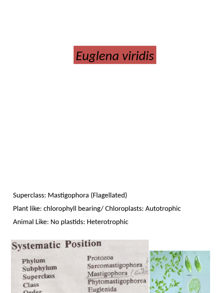 Nutrition and Reproduction of Euglena, Amoeba, Paramaecium | PDF ...