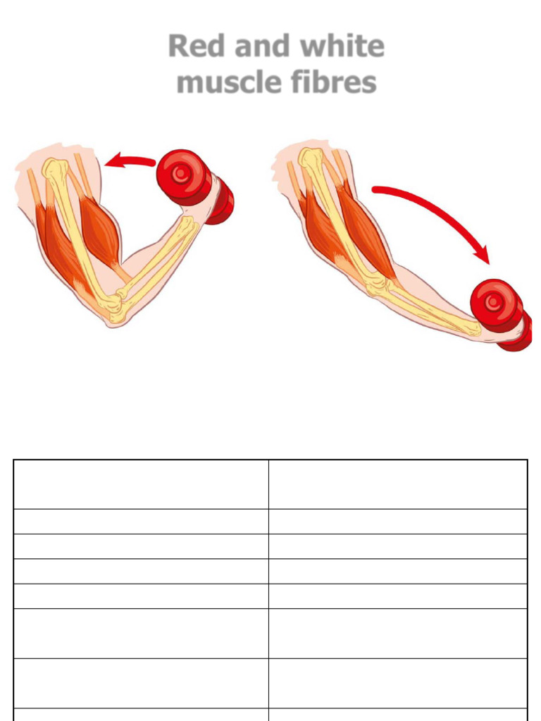 Red and White Muscle Fibres | PDF