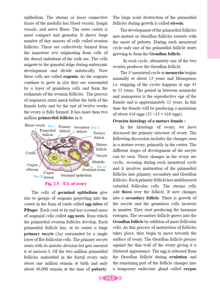 Class 12 Biology Textbook PDF 1 - 4 | PDF | Menstrual Cycle | Ovary