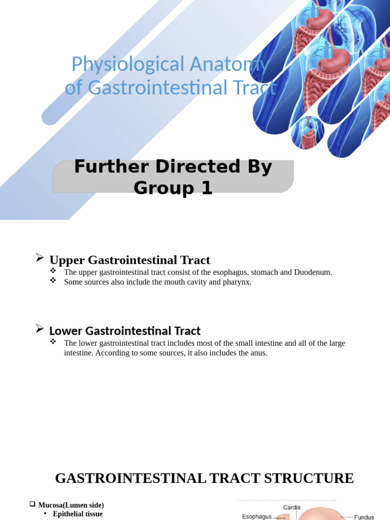 Anatomy of the Gastrointestinal Tract | PDF | Gastrointestinal Tract ...