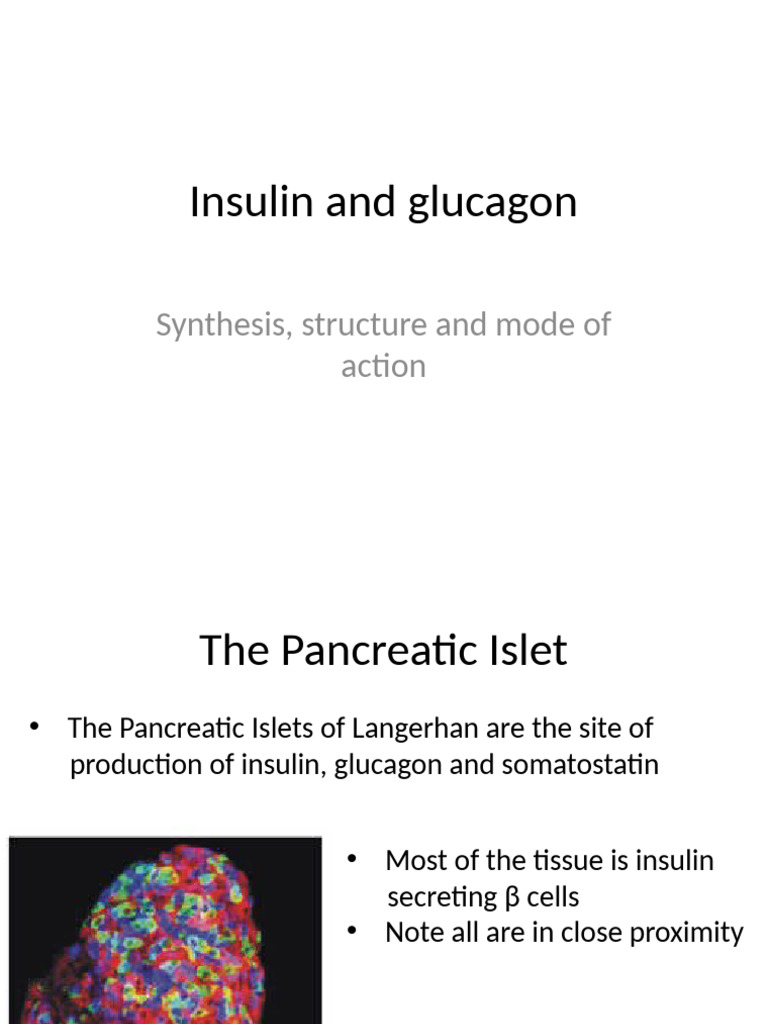 Insulin and Glucagon: Functions & Synthesis | PDF | Insulin | Pancreas
