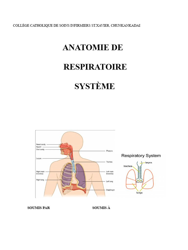 Anatomie du Système Respiratoire | PDF | Système respiratoire | Poumon