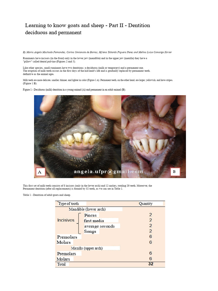 Goat and Sheep Dentition Explained | PDF | Tooth | Sheep
