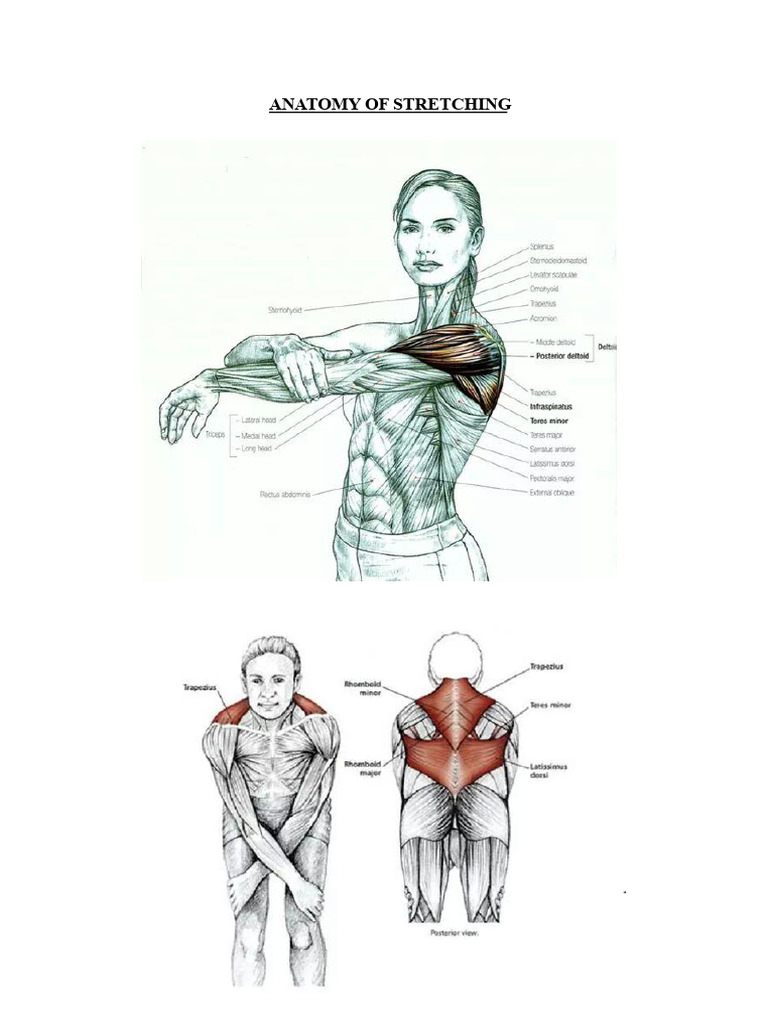 Anatomy of Stretching PDF | PDF