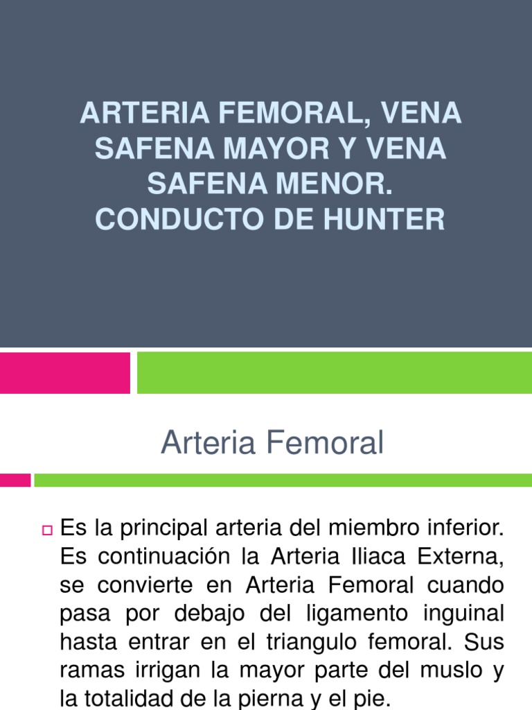Arteria Femoral, Vena Safena Mayor y Vena | PDF | Sistema ...