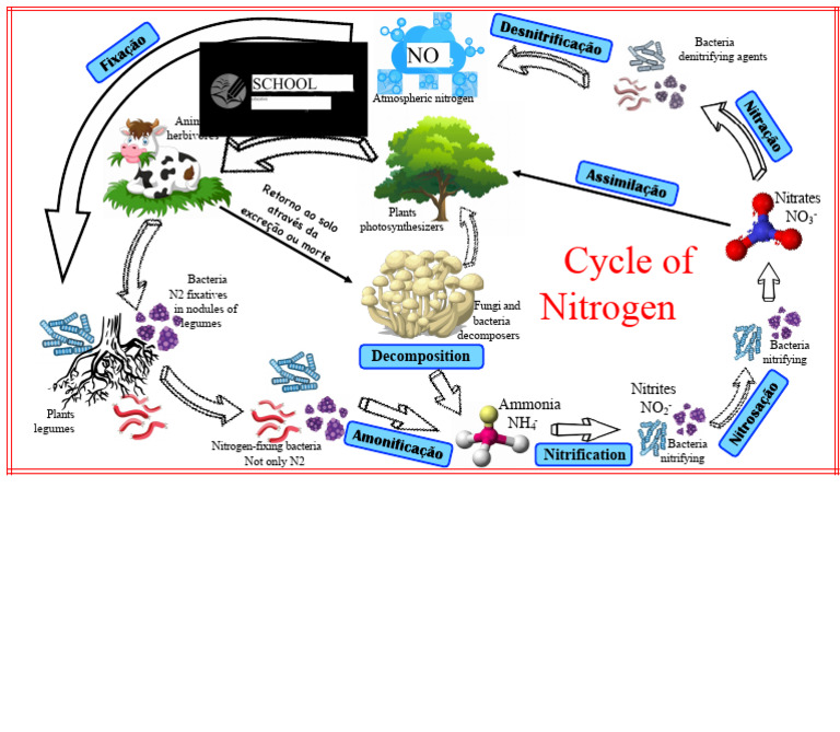 Mind Map Nitrogen Cycle | PDF