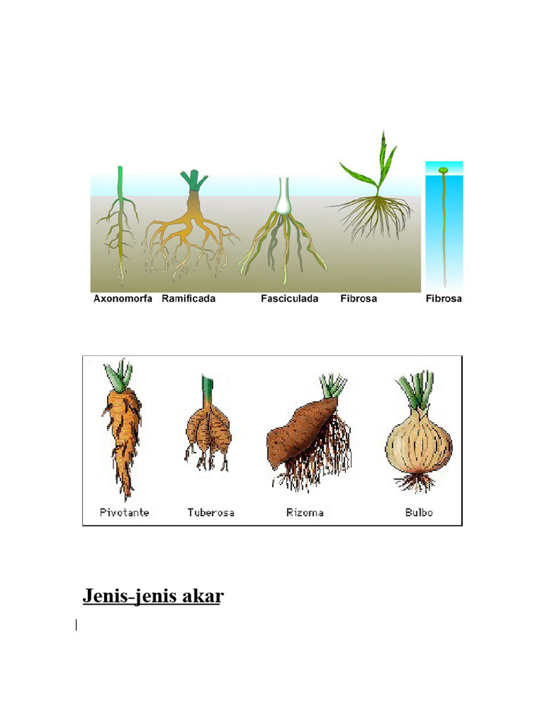 Jenis-Jenis Akar Tanaman dan Fungsinya | PDF