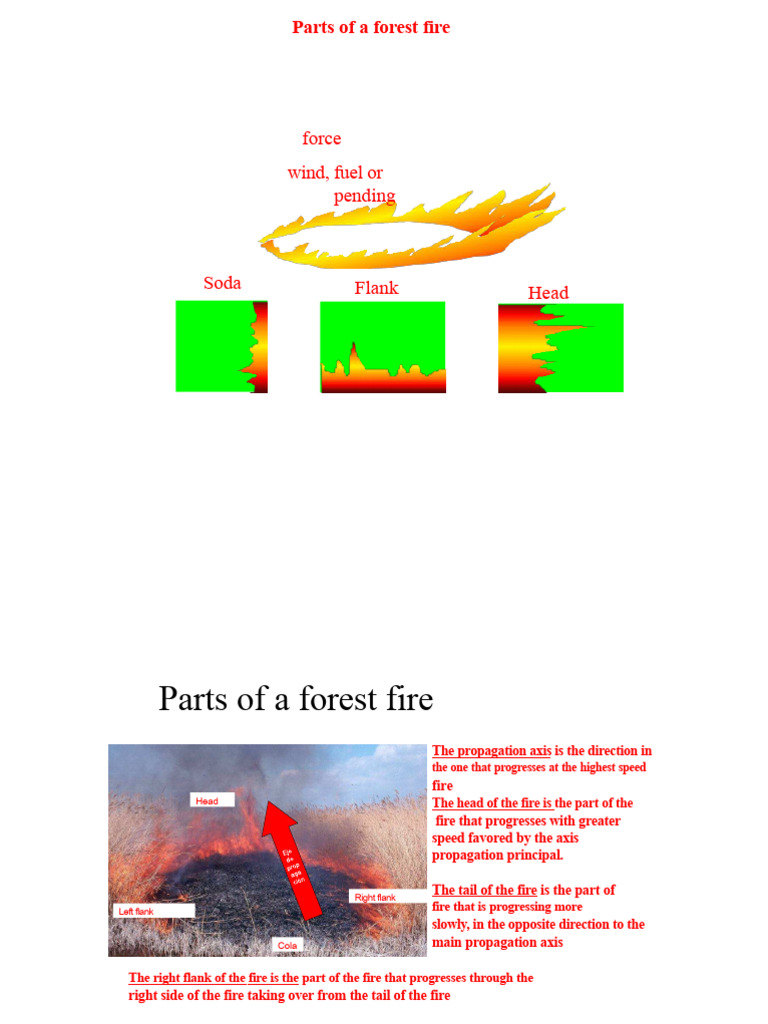 Parts of A Forest Fire | PDF