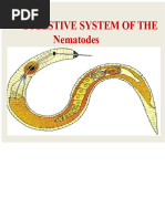 Nematode Digestive System Anatomy | PDF | Gastrointestinal Tract ...