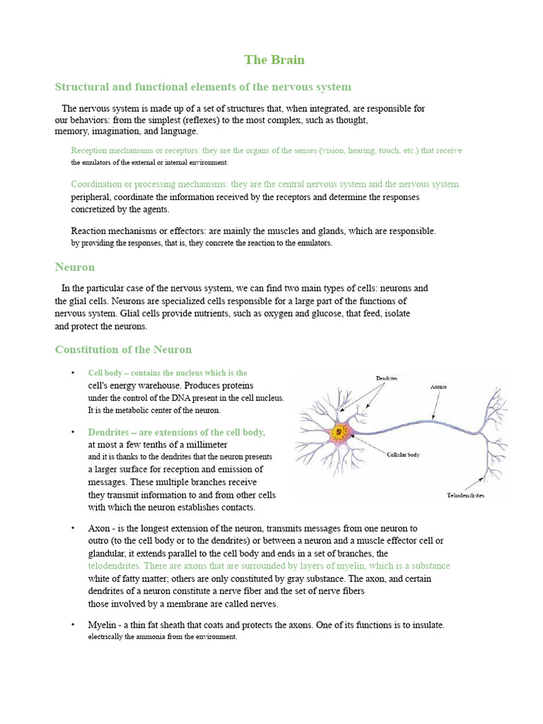 Psychology Summaries 12th Grade The Brain and The Mind | PDF | Nervous ...