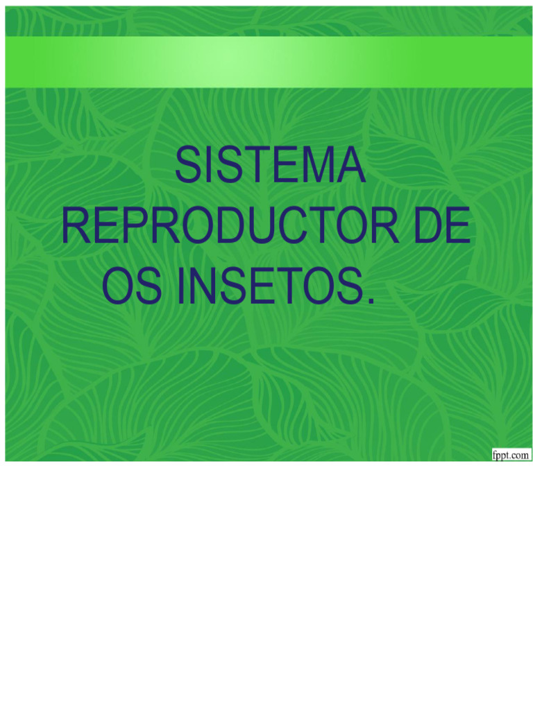 Anatomia Reprodutiva dos Insetos | PDF | Sistema reprodutivo | Ovo
