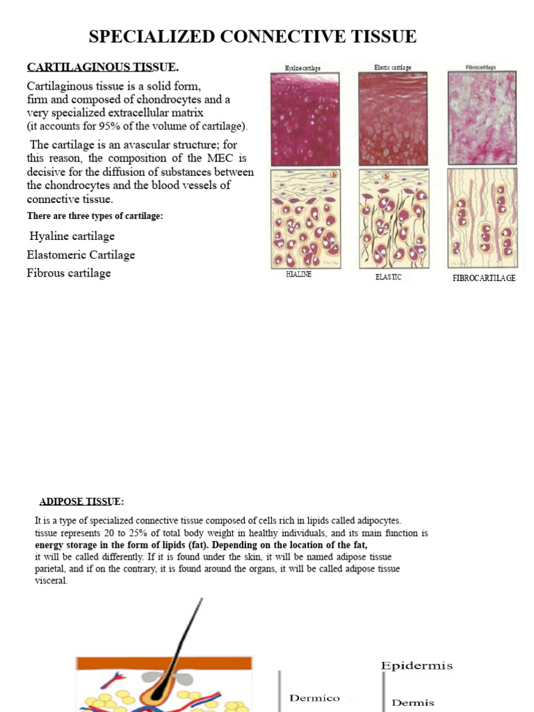 Specialized Connective Tissue | PDF