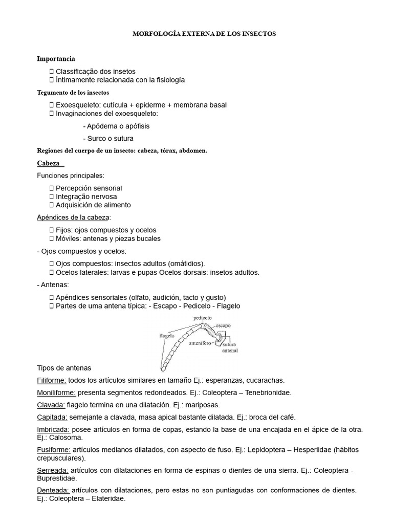 Morfología Externa de Insectos: Estructura y Función | PDF | Insectos ...
