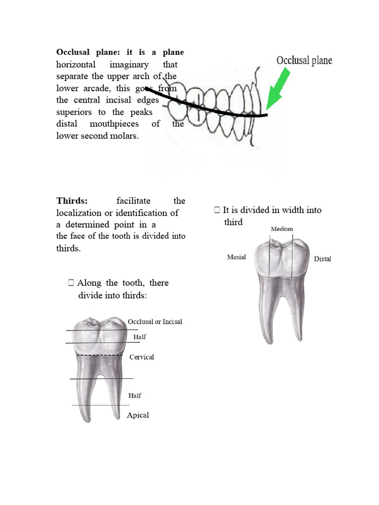 Thirds and Occlusal Plane | PDF