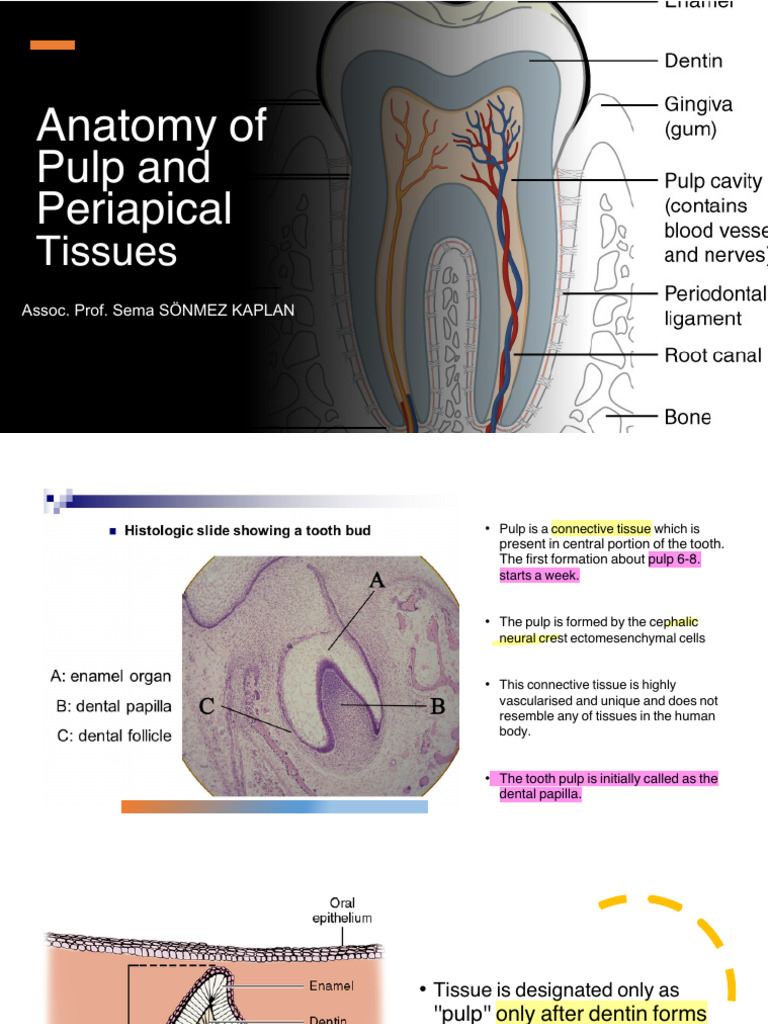 L3 Pulp Anatomy 1 | PDF