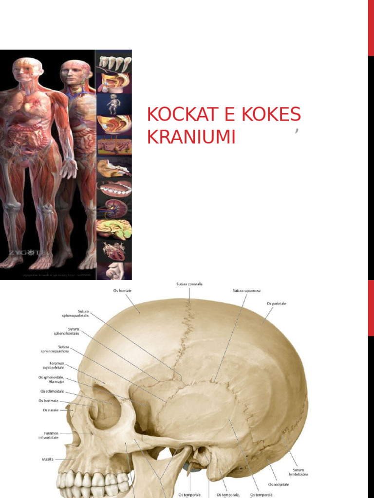 Leksion 2 - Kockat e Kokes, Kraniumi | PDF