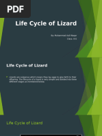 Lizard Life Cycle Stages Explained | PDF