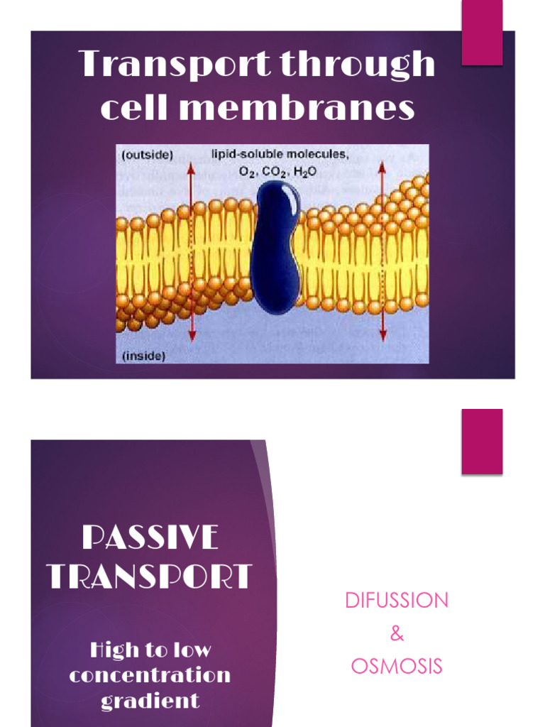 U3. 1 - Transport Through The Membrane (Theory) | PDF | Osmosis | Diffusion