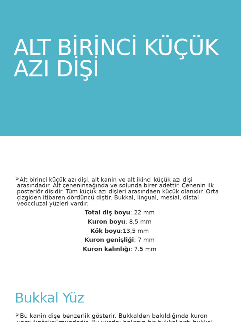 Alt Premolarlar | PDF