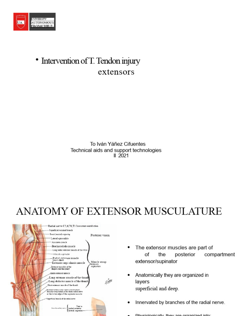 Extensor Tendon Anatomy and Rehabilitation | PDF | Hand | Thumb