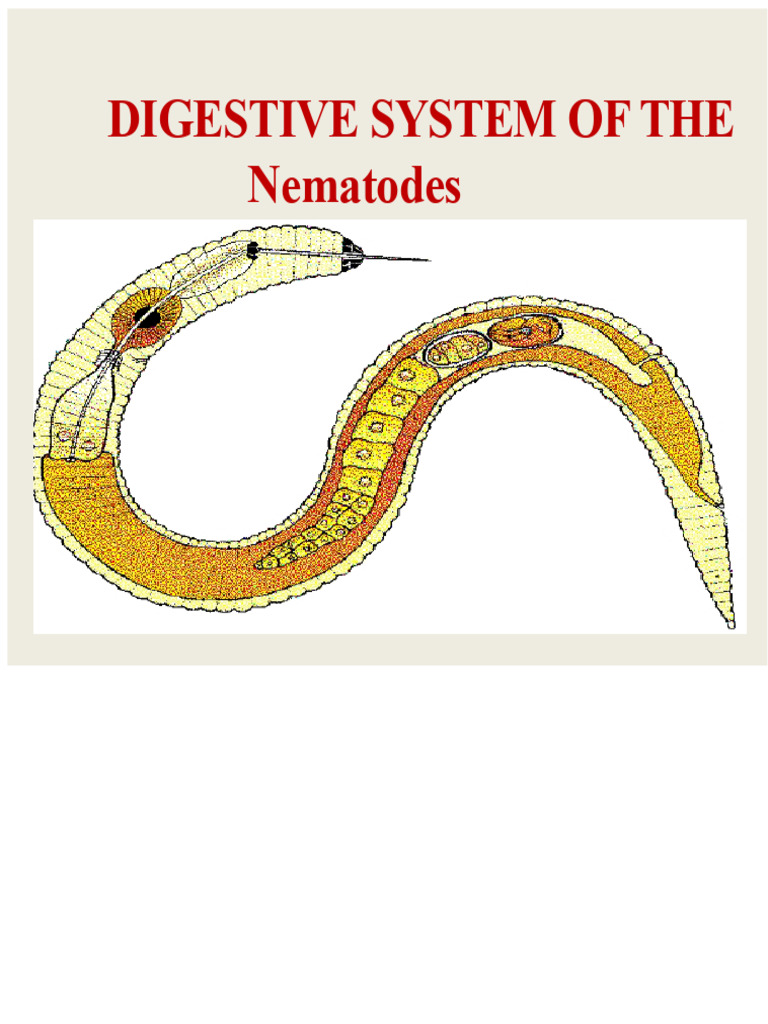 Nematode Digestive System Overview | PDF | Digestion | Gastrointestinal ...