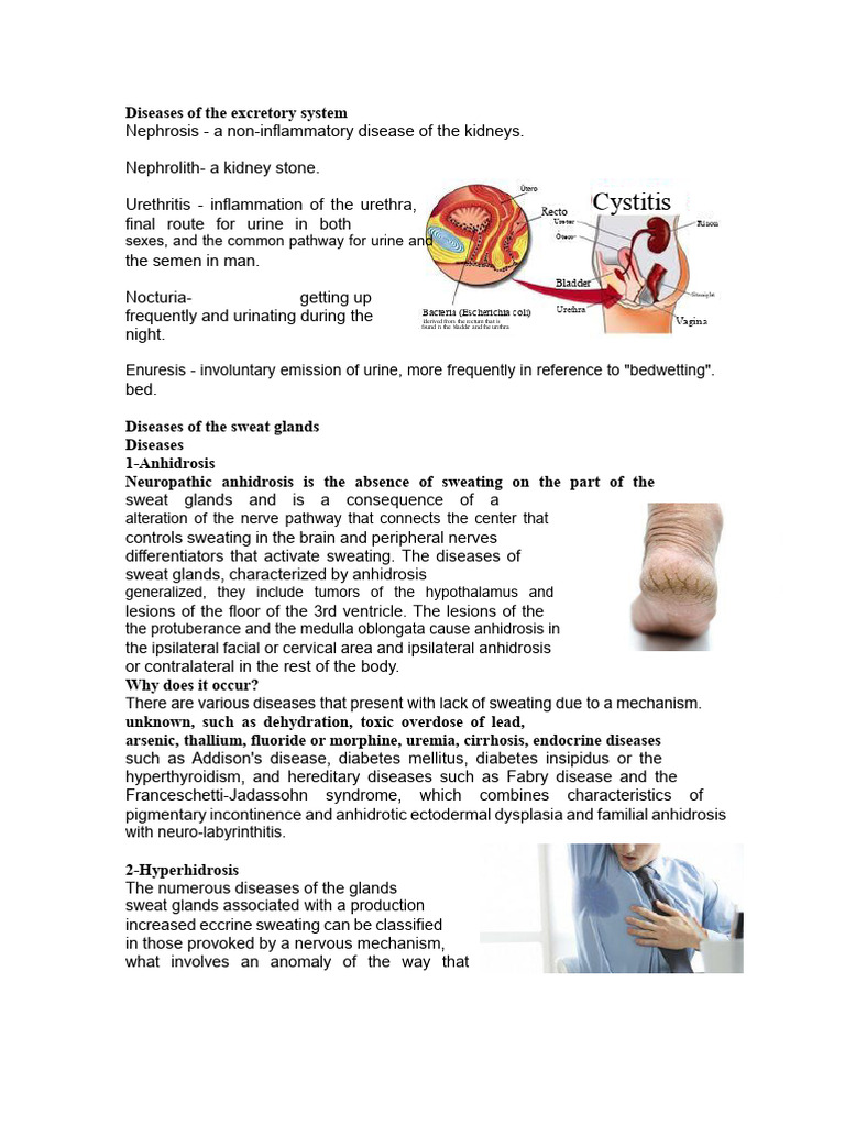 Diseases of The Excretory System | PDF | Medical Specialties | Diseases ...