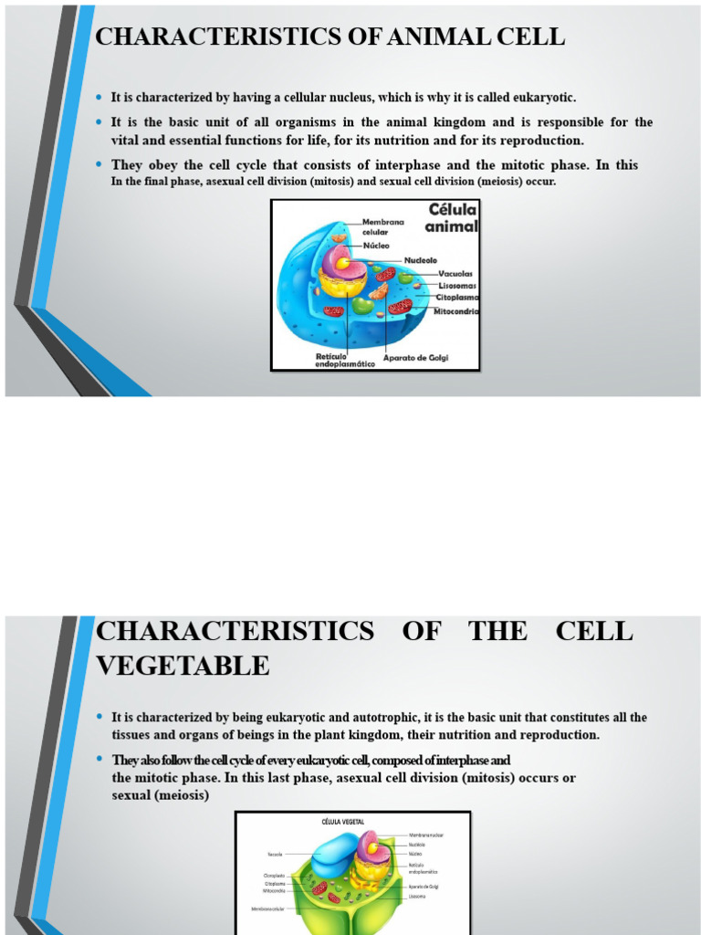 Characteristics of The Animal Cell | PDF
