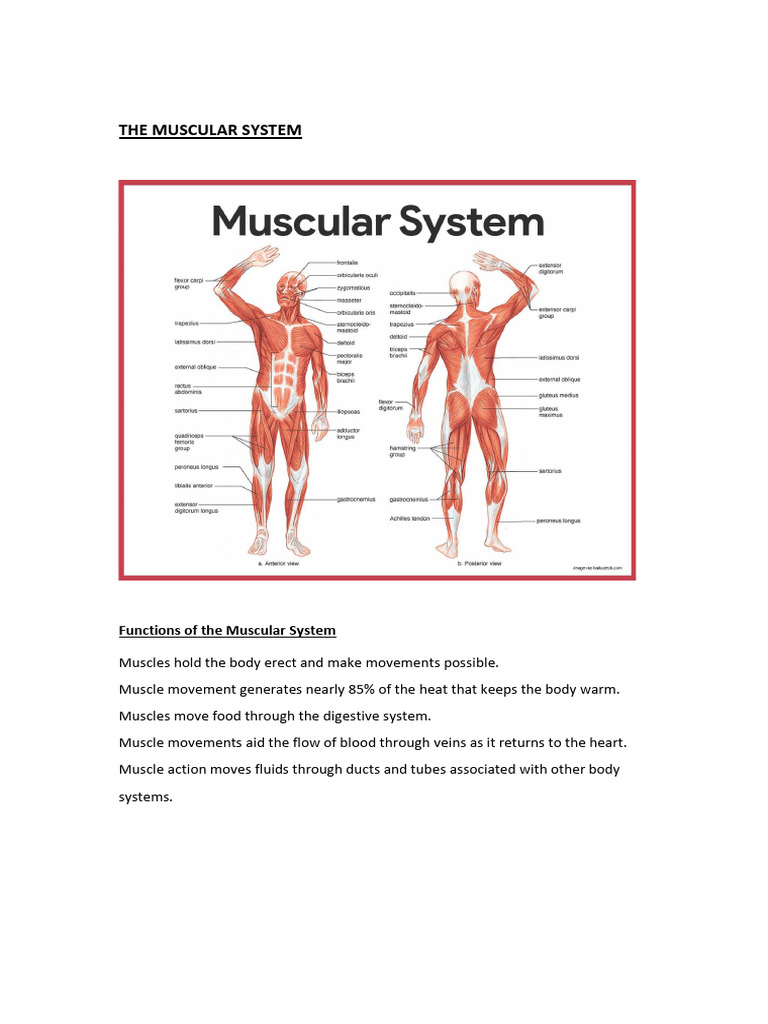 Muscular System Di 25 14 | PDF | Anatomical Terms Of Motion | Muscle