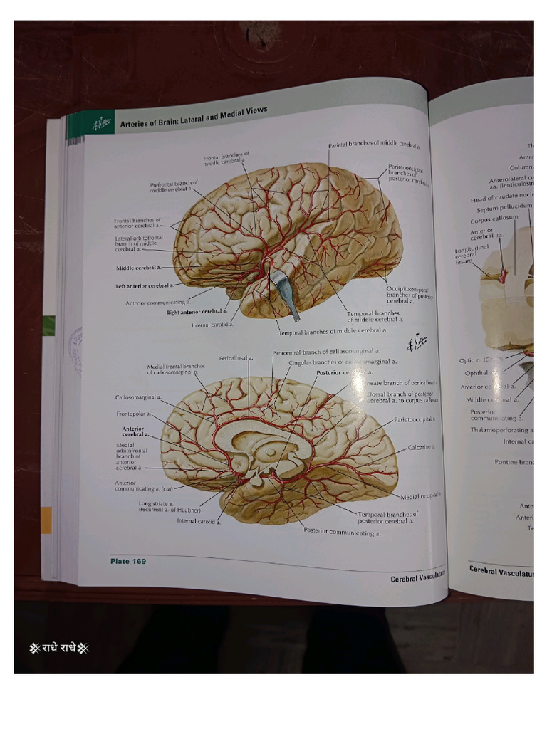 Brain ? | PDF