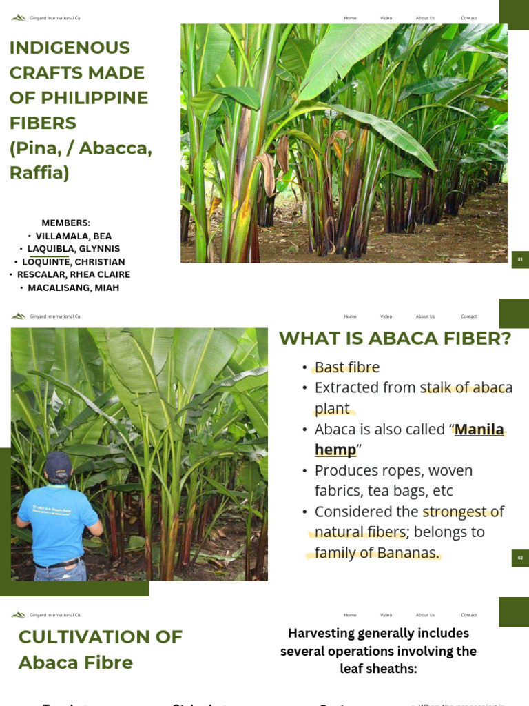 Abaca Pina Raffia Fibre PPT Compressed | PDF | Fibers