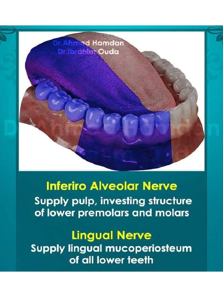 Nerve Supply of All Teeth | PDF
